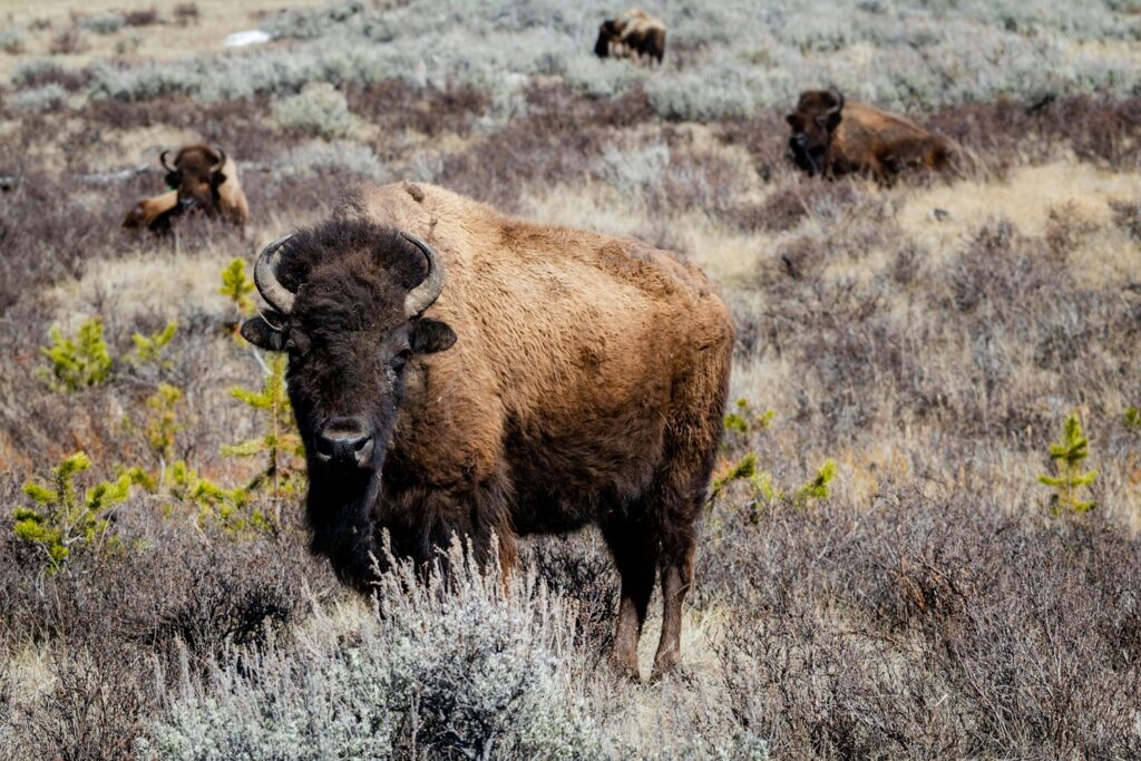 Things to do in Buffalo Texas - Come-to-texas.com